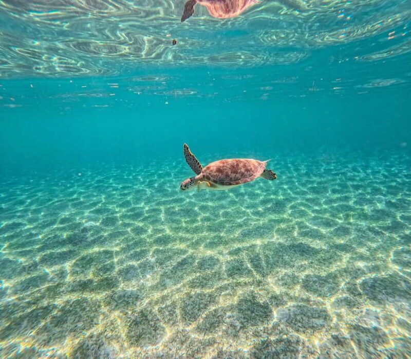 Cancun: Tulum Ruins, Akumal Turtles, Cenote & Caves Tour - Who Is This Tour Best For?