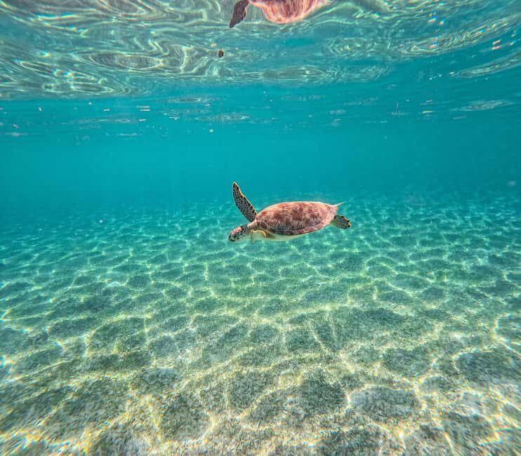 Cancun: Tulum Ruins, Akumal Turtles, Cenote & Caves Tour - Snorkeling with Sea Turtles at Akumal