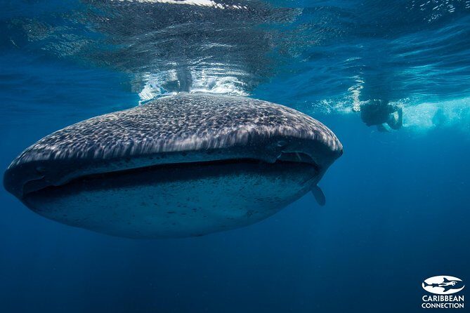 Cancun Whale Shark Encounter - What Sets This Tour Apart