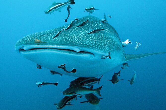 Cancun Whale Shark Encounter - FAQ about the Cancun Whale Shark Encounter