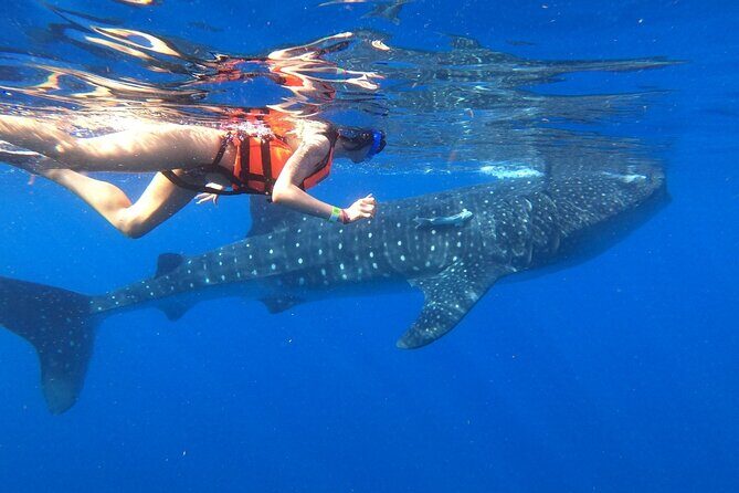 Cancun Whale Shark Experience with Snorkel & Transportation - Making the Most of Your Day