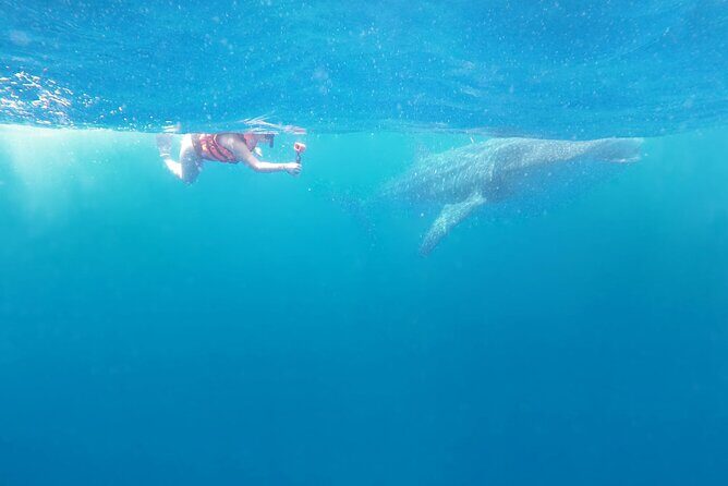 Cancun Whale Shark Experience with Snorkel & Transportation - Final thoughts