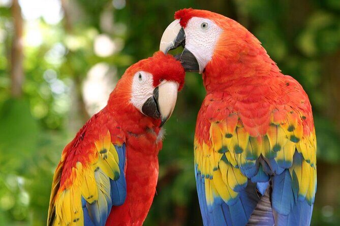 Cancun Xcaret Plus Full Day Trip with Round Trip Transport - Key Points