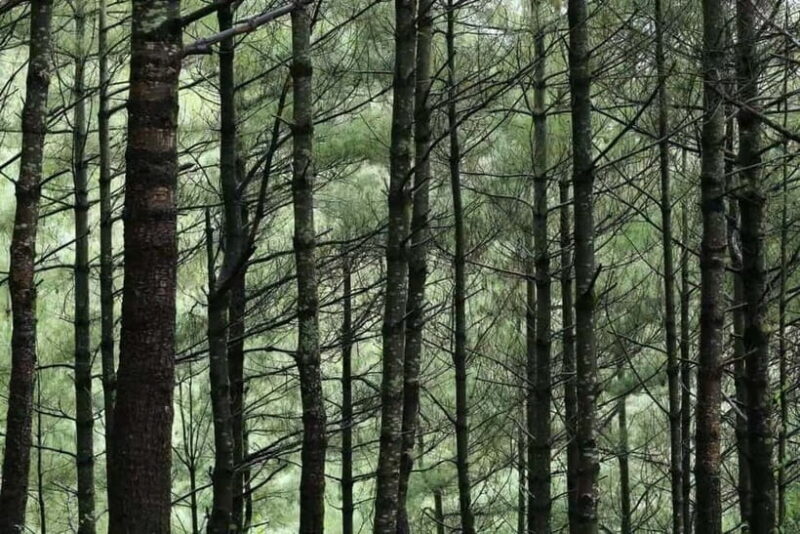 Cangshan Mountain: Mindful Hiking and Organic Homemade Food - Practicalities: What to Expect and How to Prepare