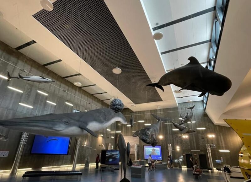 Caniçal : Madeira Whale Museum Entry ticket - Who Should Consider This Tour?