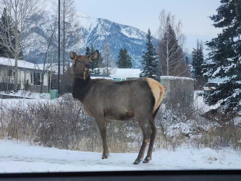 Canmore/Banff: Explore Banff & Wildlife - Final Thoughts