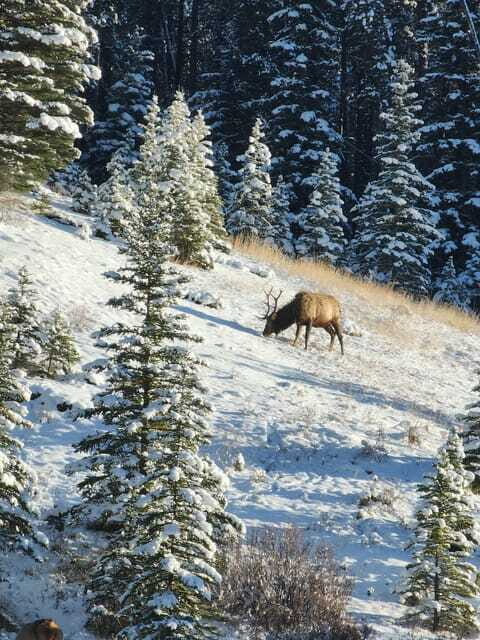 Canmore/Banff: Explore Banff & Wildlife - FAQ