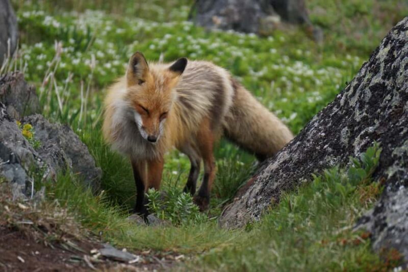 Canmore: Columbia Icefield Tour with Lunch & Hikes - Final Reflection