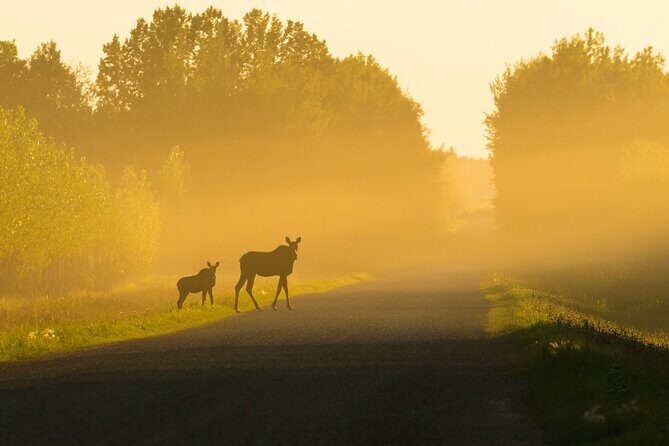 Canmore Evening Wildlife Viewing Tour 2.5hr Photo Drive - What to Expect from the Wildlife Drive