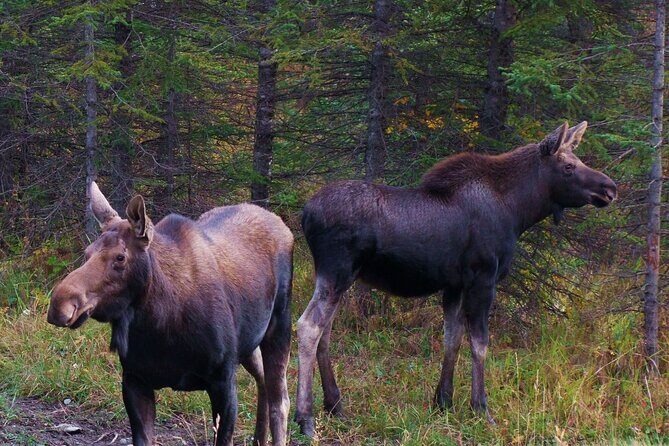 Canmore Evening Wildlife Viewing Tour 2.5hr Photo Drive - Who Should Book This Tour?