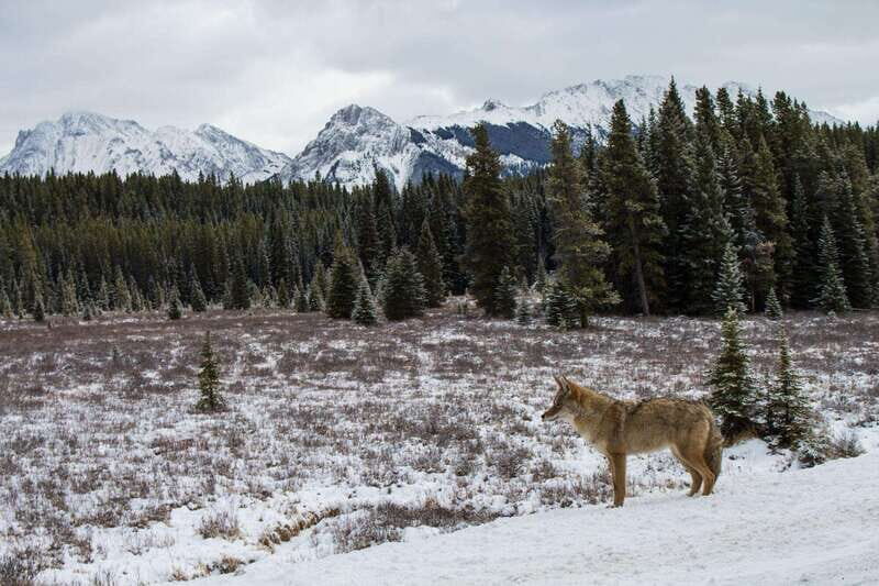 Canmore: Explore Winter Wildlife Tracks - 2hr Nature Walk - Photography and Scenic Opportunities