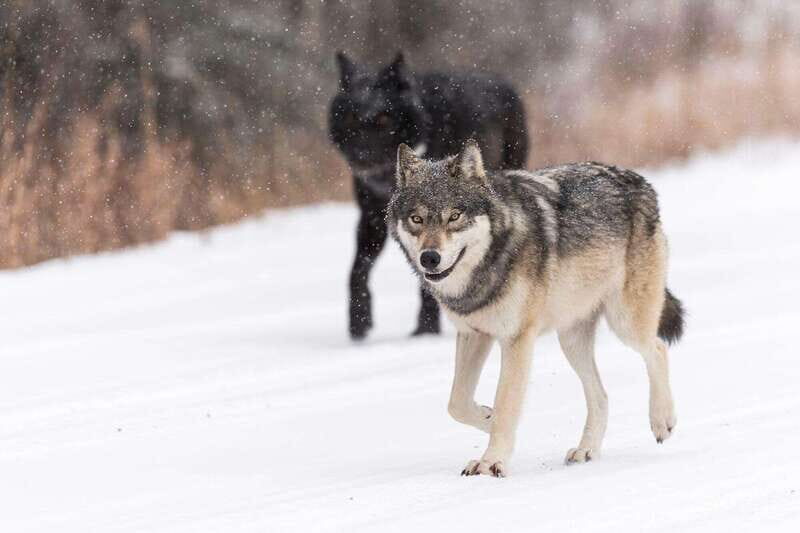 Canmore: Explore Winter Wildlife Tracks - 2hr Nature Walk - The Price and the Value