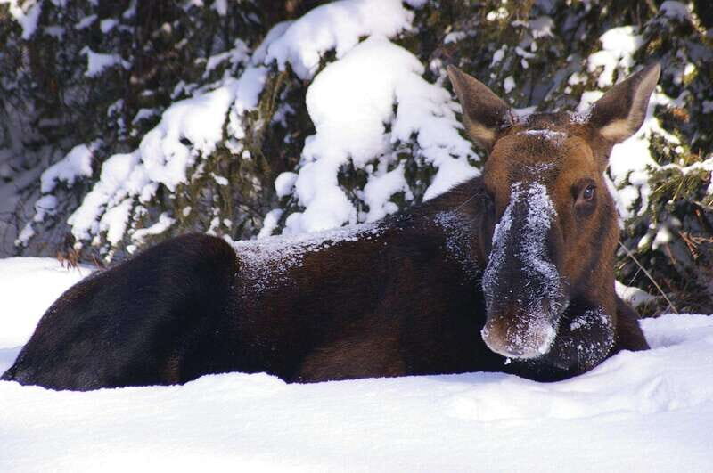 Canmore: Explore Winter Wildlife Tracks - 2hr Nature Walk - Practical Tips for Your Walk