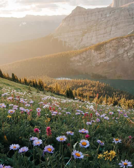 Canmore: Medicinal and Edible Plants, 2-hour Nature Walk - Key Points