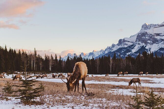 Canmore: Morning Wildlife Viewing Tour in Banff National Park - What You Can Expect from the Tour