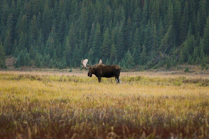 Canmore: Morning Wildlife Viewing Tour in Banff National Park - Authentic Experiences and the Guides Role
