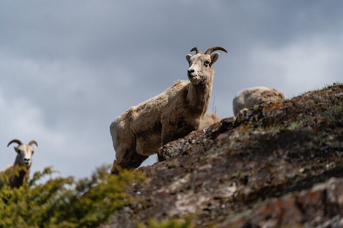 Canmore: Morning Wildlife Viewing Tour in Banff National Park - Practical Tips for Travelers