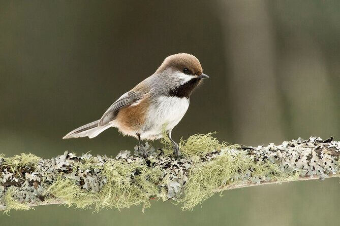 Canmore: Morning Wildlife Viewing Tour in Banff National Park - Who Should Consider This Tour?