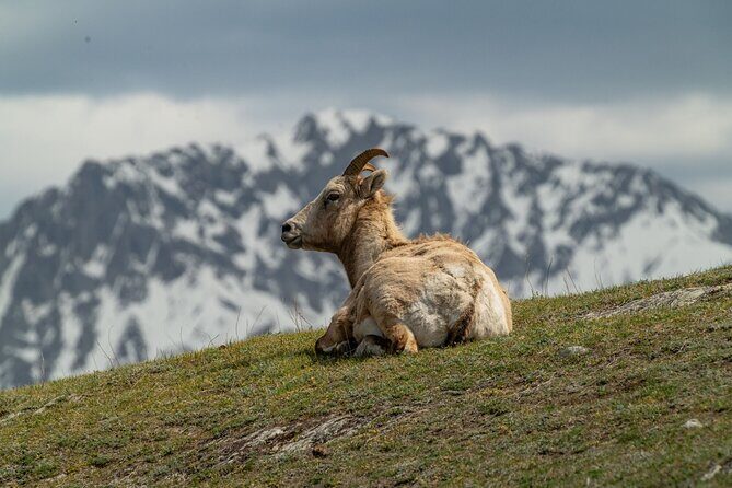 Canmore: Morning Wildlife Viewing Tour in Banff National Park - The Sum Up
