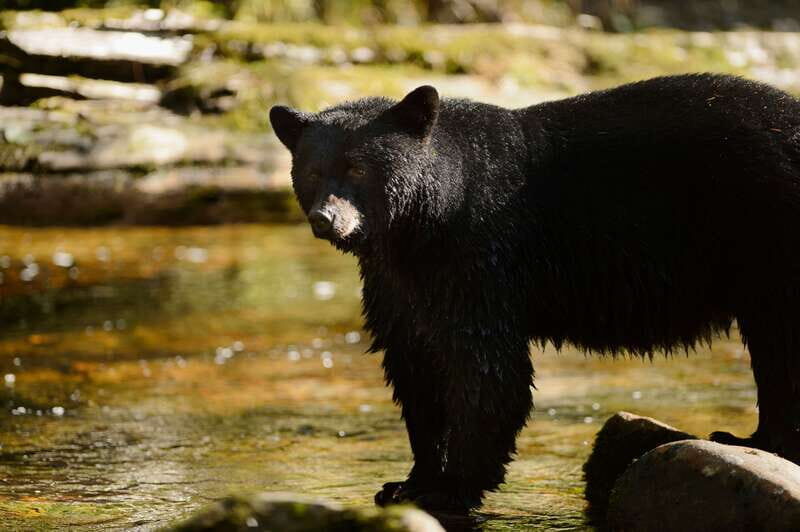 Canmore: PRIVATE SAFARI Drive to BANFF Park & Nature Walk - The Customized Nature Walk: Tailored and Flexible