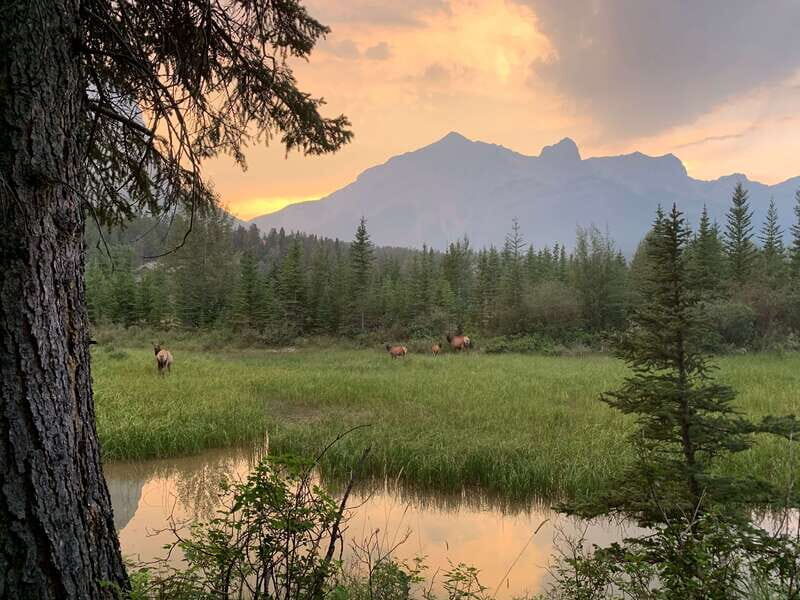 Canmore: PRIVATE SAFARI Drive to BANFF Park & Nature Walk - Final Thoughts on Worth and Suitability
