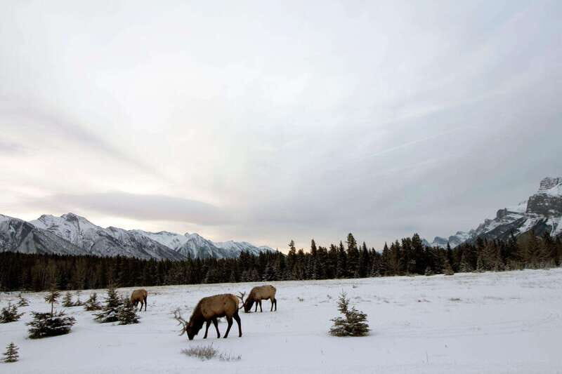 Canmore: The Winter Wonderland Hiking Tour + Transportation - An In-Depth Look at What to Expect