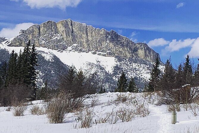 Canmore: Wilderness & Wildlife Tour - 2hr Walk - The Sum Up