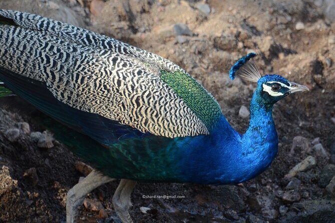 Canter Safari-Ranthambore National Park - The Itinerary: What Does a Typical Safari Look Like?