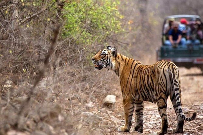 Canter Safari-Ranthambore National Park - Is This Safari Worth It?