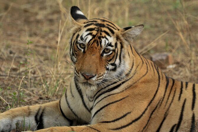 Canter Safari-Ranthambore National Park - Final Thoughts