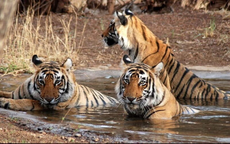 Canter Safari: Skip-the-line Entry Ranthambore Tiger Reserve - What to Expect from the Ranthambore Canter Safari
