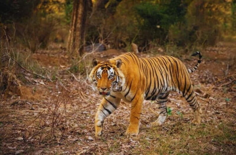 Canter Safari: Skip-the-line Entry Ranthambore Tiger Reserve - Practical Details: Timing, Transportation, and Group Size