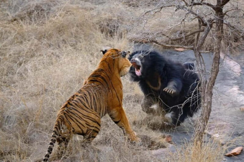 Canter Safari: Skip-the-line Entry Ranthambore Tiger Reserve - Cost and Value for Money