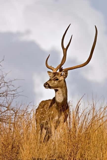 Canter Safari: Skip-the-line Entry Ranthambore Tiger Reserve - FAQs