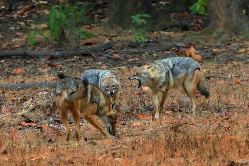 Canter Safari: Skip-the-line Entry Ranthambore Tiger Reserve - Key Points