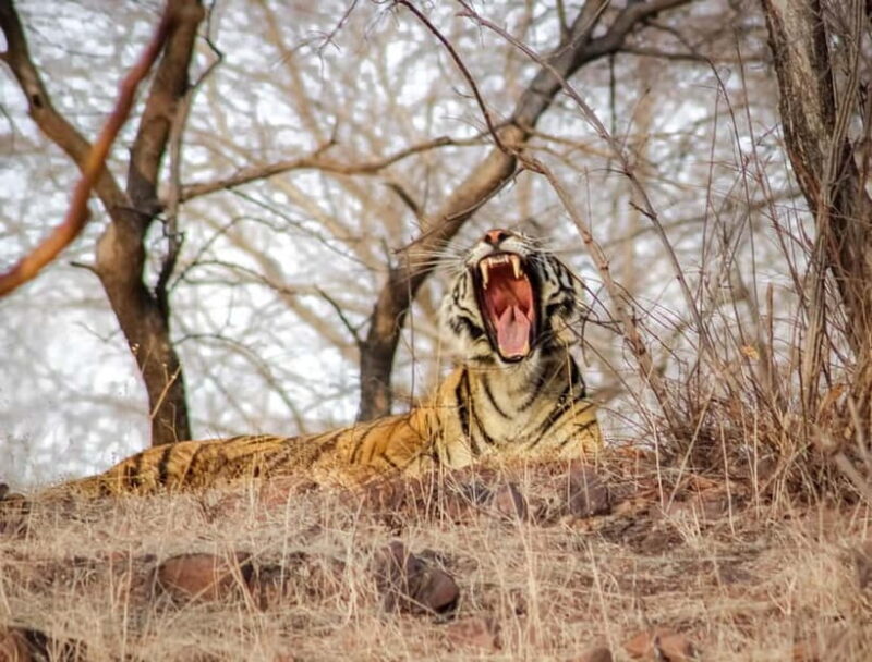 Canter Safari: Skip-the-line Entry Ranthambore Tiger Reserve - Introduction: What To Expect from the Ranthambore Safari