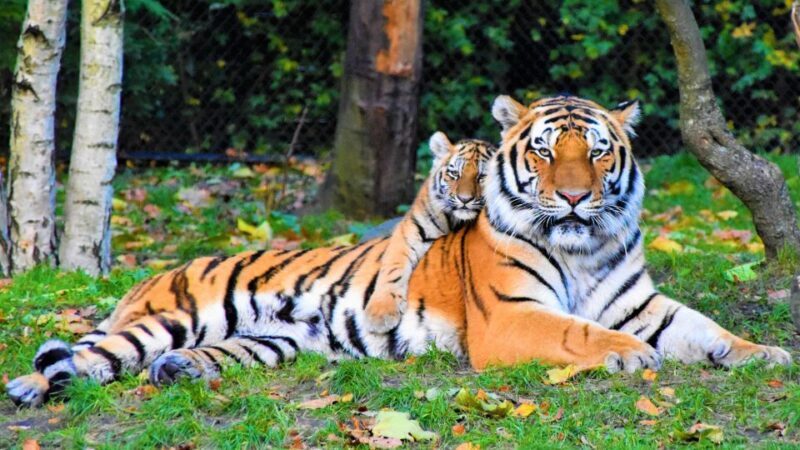 Canter Safari: Skip-the-line Entry Ranthambore Tiger Reserve - The Value of This Safari: How Good Is the Price?