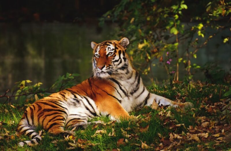 Canter Safari: Skip-the-line Entry Ranthambore Tiger Reserve - The Guide and Group Experience