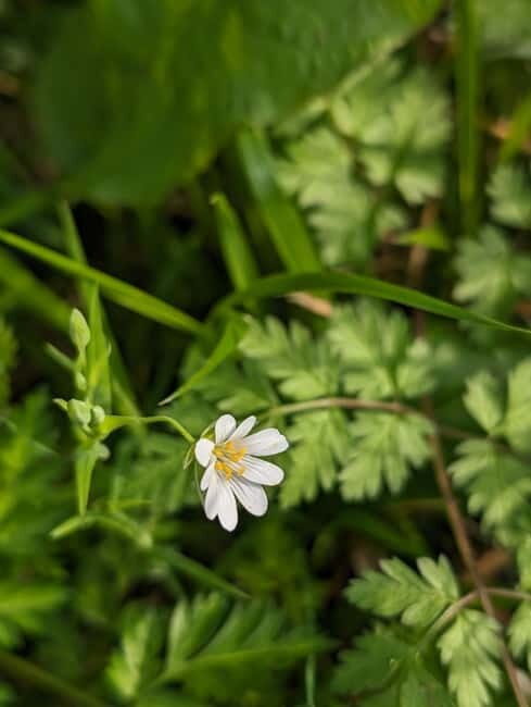 Canterbury: City Nature Tour with Forest Bathing - The Overall Value of This Experience
