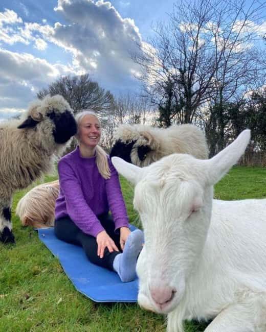 Canterbury: Yoga with Goats and Sheep - Key Points
