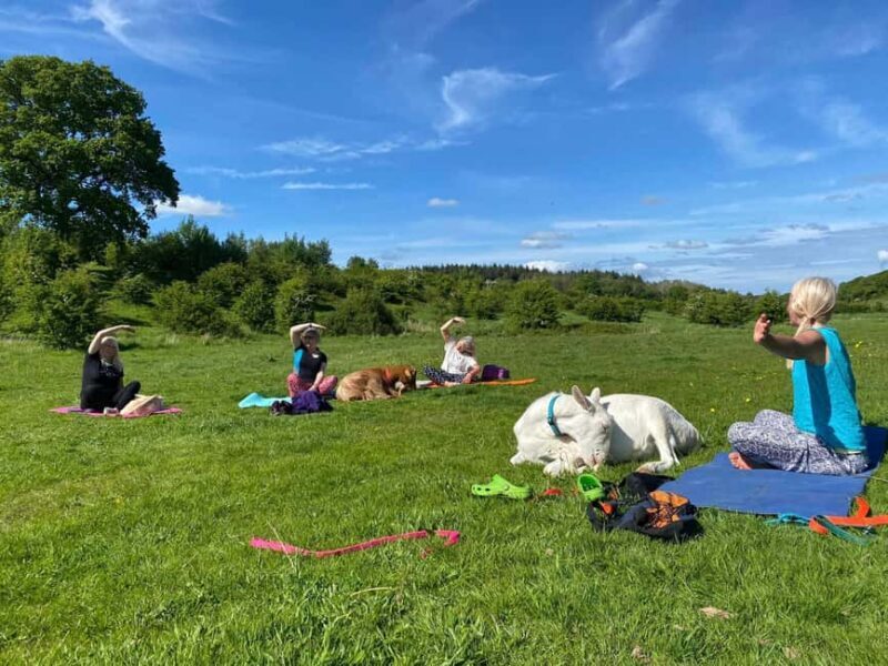 Canterbury: Yoga with Goats and Sheep - An Authentic Farm-Based Yoga Adventure