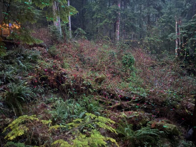 CANYON LIGHTS+Capilano Suspension Bridge/Small Group/CAR - Final Thoughts: The Value Proposition