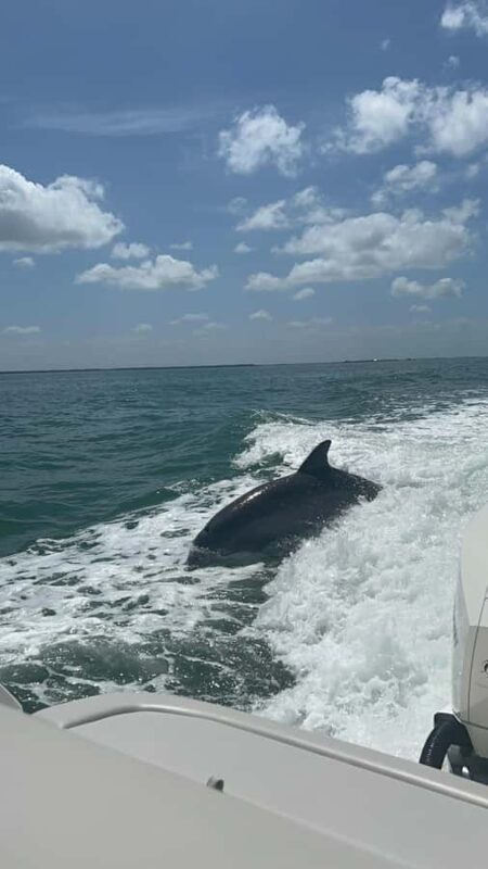 Cape Coral: Private Dolphin Watching and Dock & Dine Cruise - Key Points