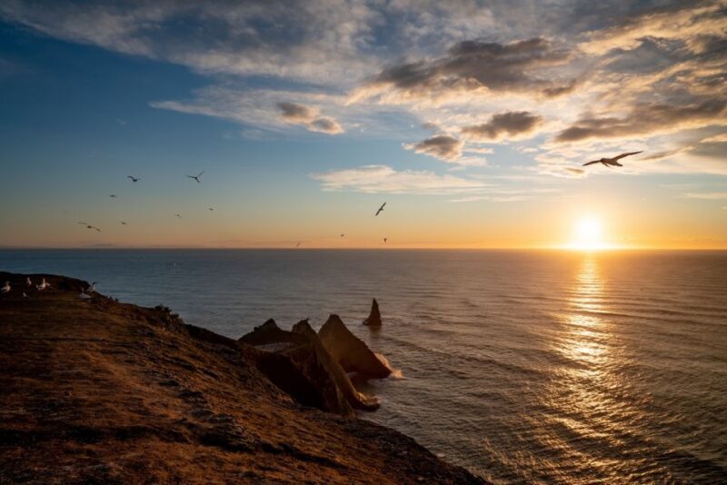 Cape Kidnappers: Gannet Colony Exclusive Sunrise Tour - An Unforgettable Dawn: The Core of the Tour
