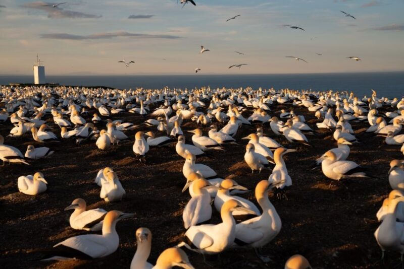 Cape Kidnappers: Gannet Colony Exclusive Sunrise Tour - Practical Details: What You Need to Know