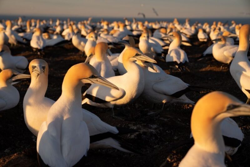 Cape Kidnappers: Gannet Colony Exclusive Sunrise Tour - Overall Experience: What Will You Take Away?