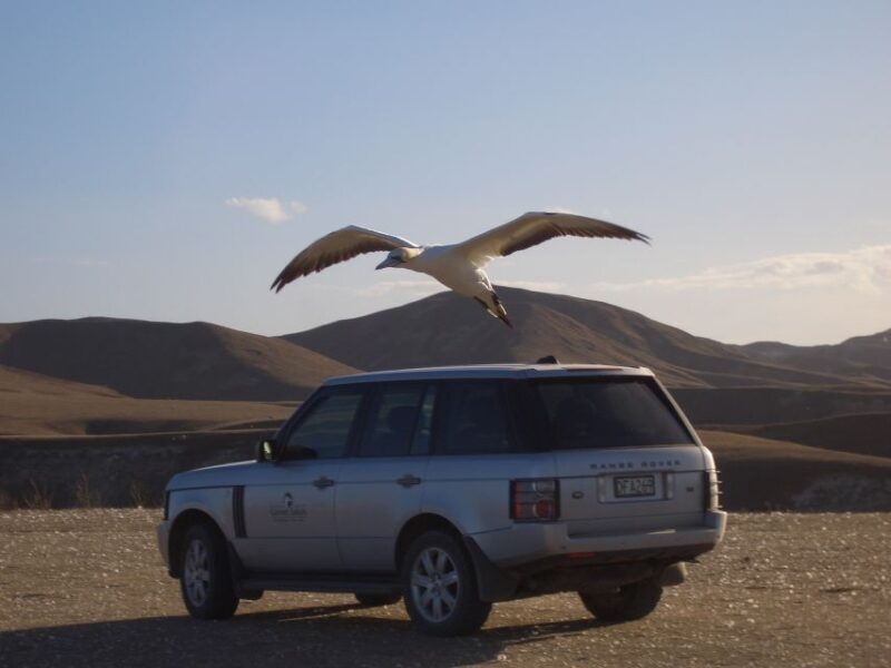Cape Kidnappers Gannet Colony Private Tour - A Step-by-Step Look at What to Expect