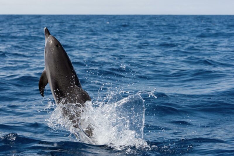 Cape May: 2-Hour Dolphin Watching Cruise - Practical Tips for Your Trip