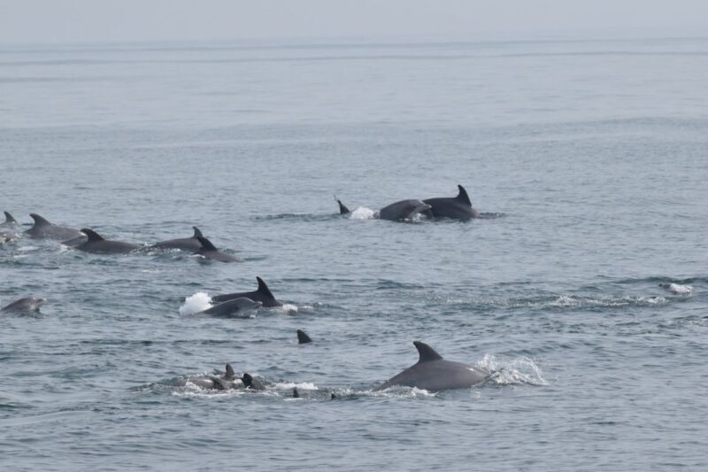 Cape May: Dolphin and Bird Watching Cruise - Unpacking the Experience: What to Expect