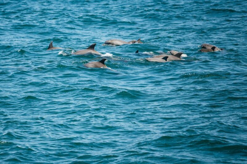 Cape May: Jersey Shore Whale and Dolphin Watching Cruise - Key Points